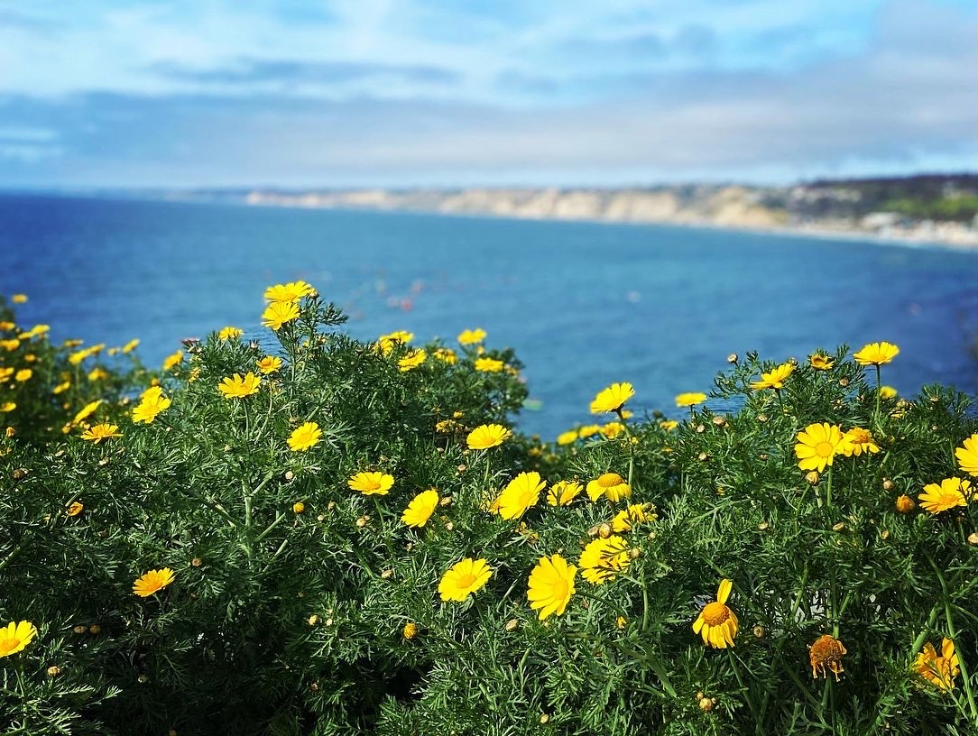 Super Bloom – Inspired Scribble